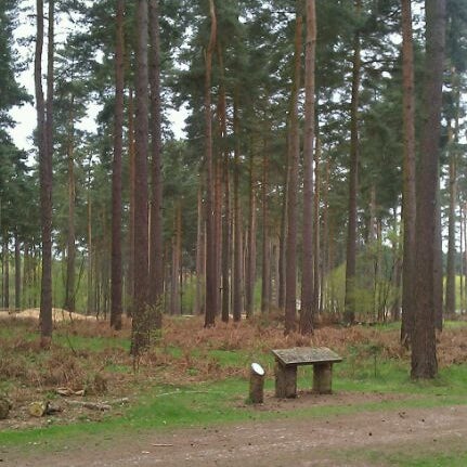 Birches Valley Forestry Centre - 8 tips from 229 visitors