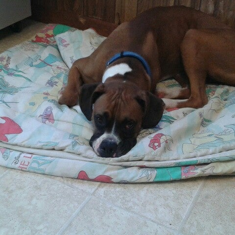 Williams County Humane Society - Bryan, OH