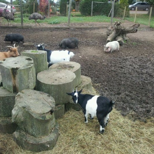 Oulton's Farm - Farm in Windsor