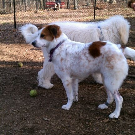 Shelton Dog Park - Shelton, CT
