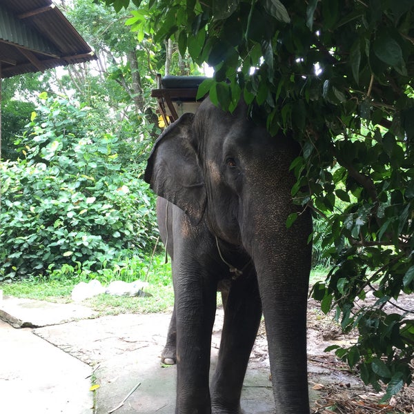 Elephant Show Podium @ A Famosa Resort - 1 tip