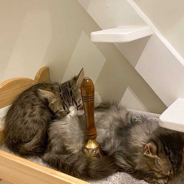 PETOYA - الشمال - 1 tip