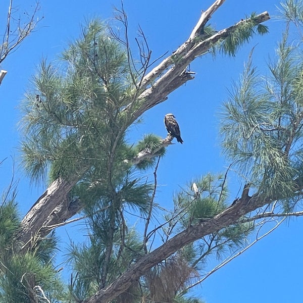 The Mucky Duck - 101 tips