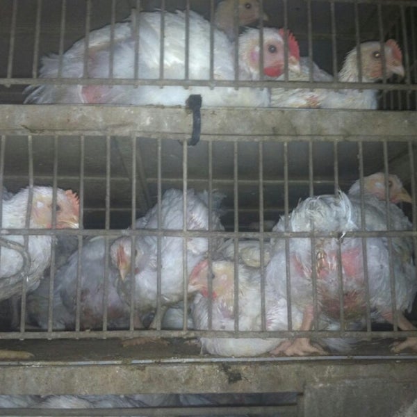 pilgrims pride chicken GA - Road