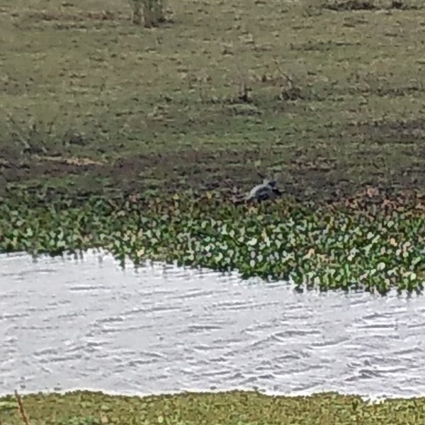 Estacao Ecologica Do Taim - 3 tips