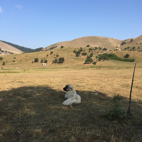 Abant Cepni Camp Area - Kamp Alanı