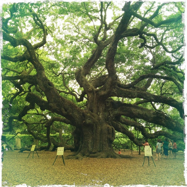 Angel Oak Tree - 46 tips from 3356 visitors