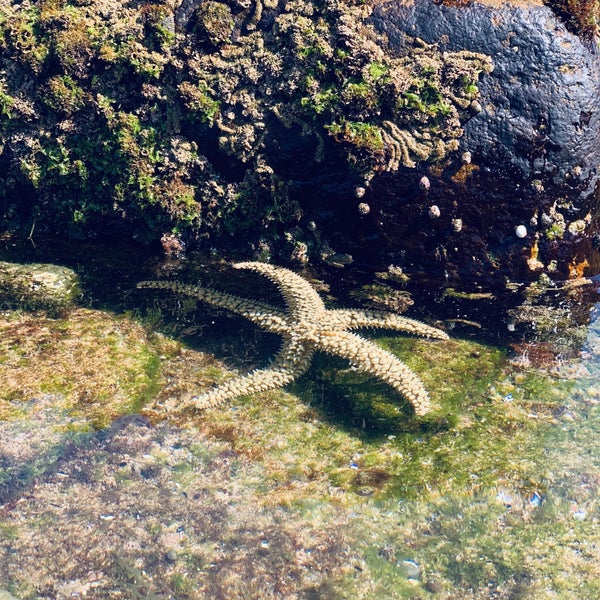 Praia da Parede - 12 tips from 723 visitors