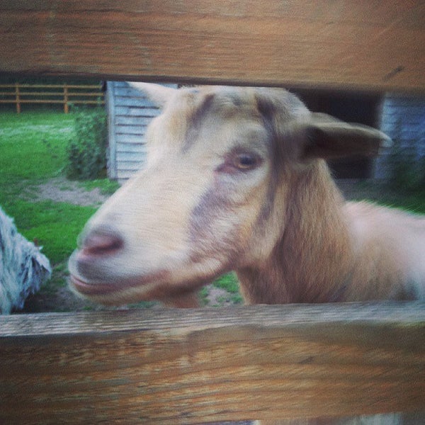 Stonebridge City Farm - Zoo