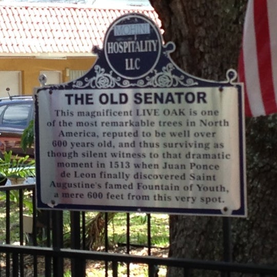 Photos at The Old Senator Tree - Tree