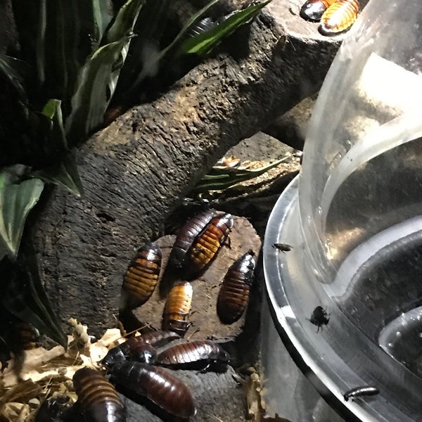 Sea Life London Aquarium - Waterloo - 130 tips