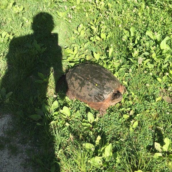 Cuba Marsh Forest Preserve - Nature Preserve