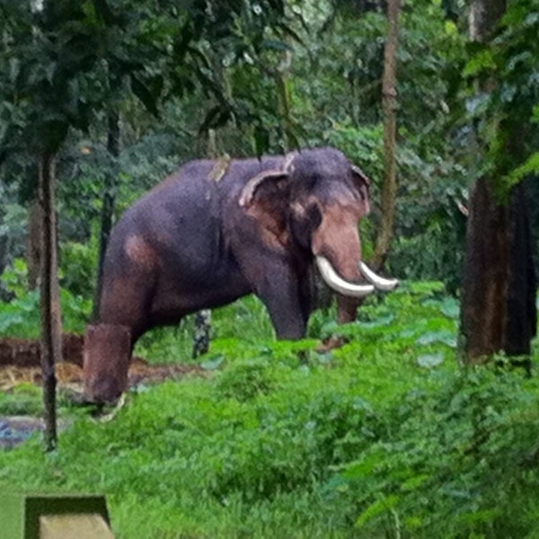 Kodanadu Elephant Kraal - 2 tips from 71 visitors