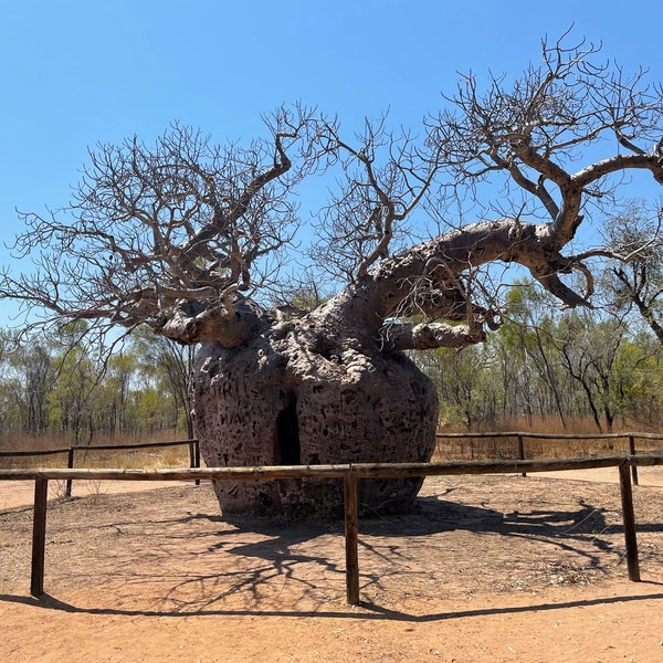 Prison Boab Tree - 40 visitors