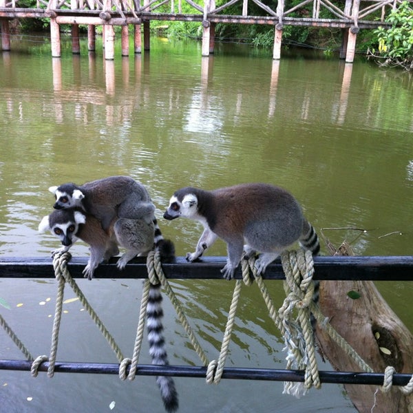 Lemur Island (เกาะลีเมอร์) - 1 tip from 28 visitors