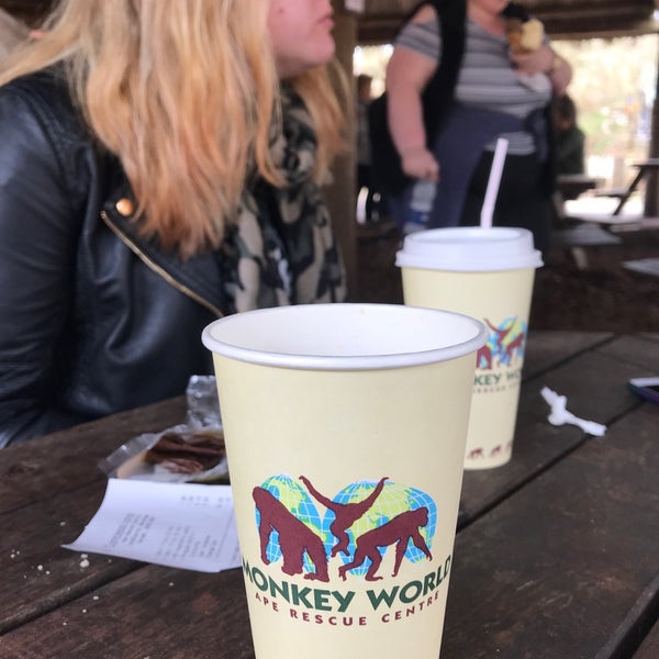 Monkey World - Ape Rescue Centre - Zoo