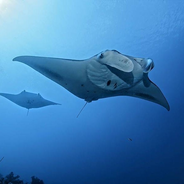 Aquaventure - PADI 5 Star Dive Center - Maradhoo