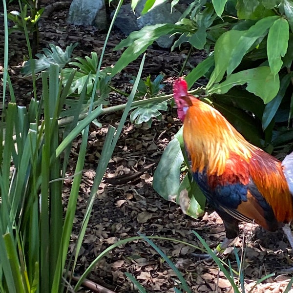 Taronga Zoo Bird Show - 7 tips