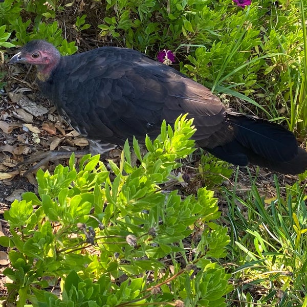 Taronga Zoo Bird Show - 7 tips