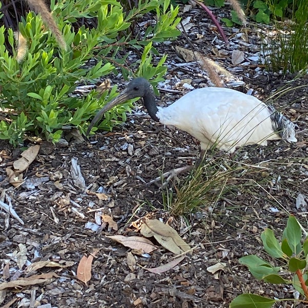 Taronga Zoo Bird Show - 7 tips