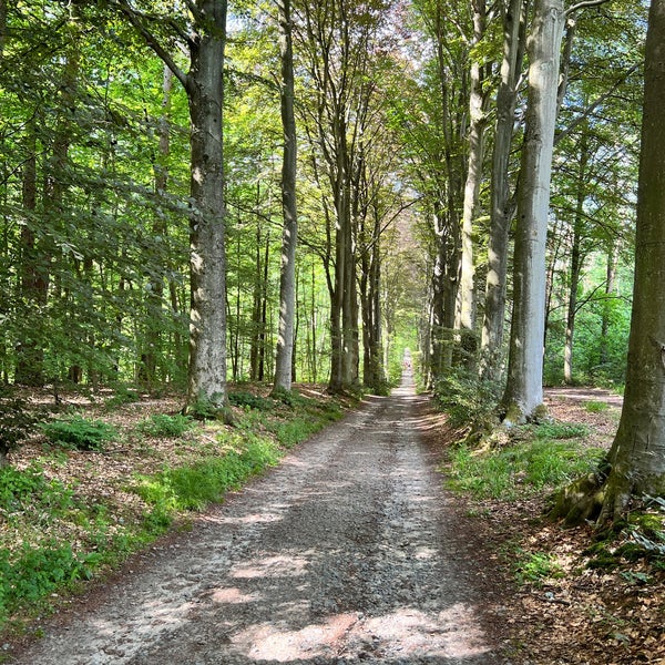 Meerdaalwoud - Forest in Oud-Heverlee