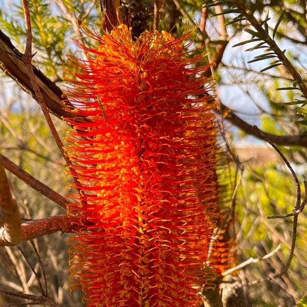 La Perouse to Henry Head Walk - Hiking Trail in La Perouse