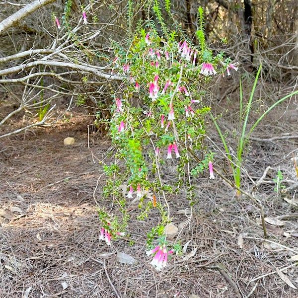 La Perouse to Henry Head Walk - Hiking Trail in La Perouse