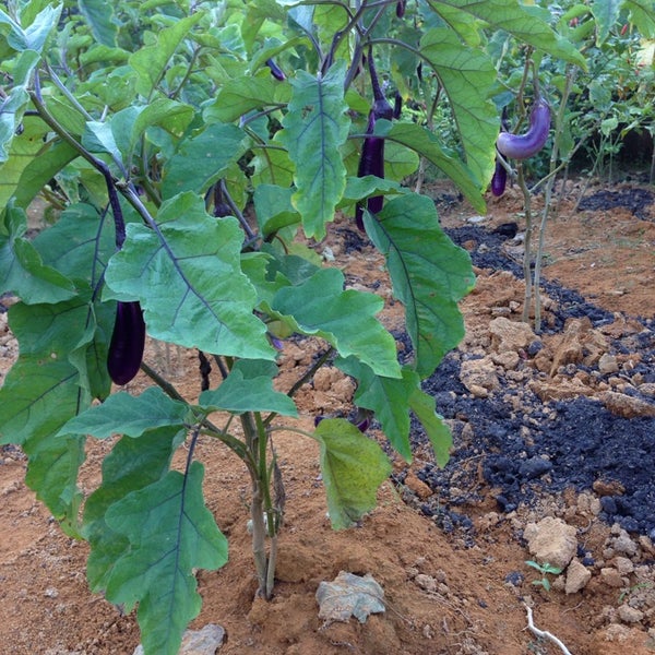 Felda Bukit Aping Timur - Farm in Kota Tinggi, Johor