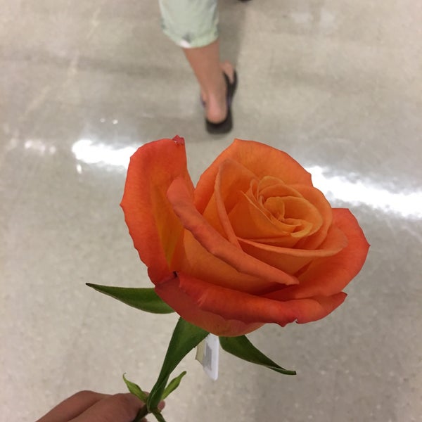 Wegmans Flowers Plants | Best Flower Site