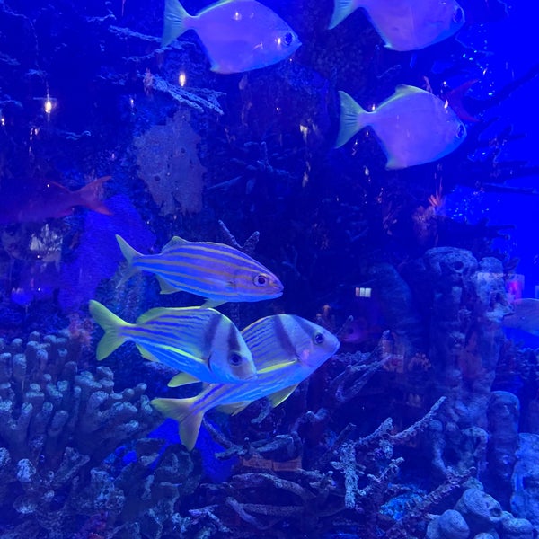 Photos at Rainforest Cafe - Sawgrass Mills - 59 tips