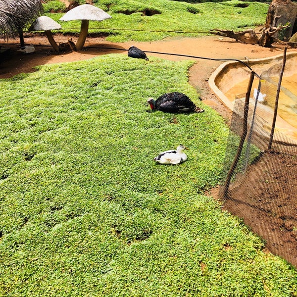 Pinnawala Zoo - Zoo Exhibit
