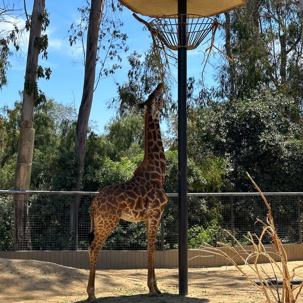 Giraffe Exhibit - Zoo Exhibit in Balboa Park