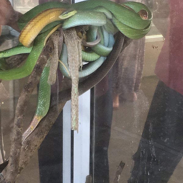 Phuthai Snake Farm - 7 tips