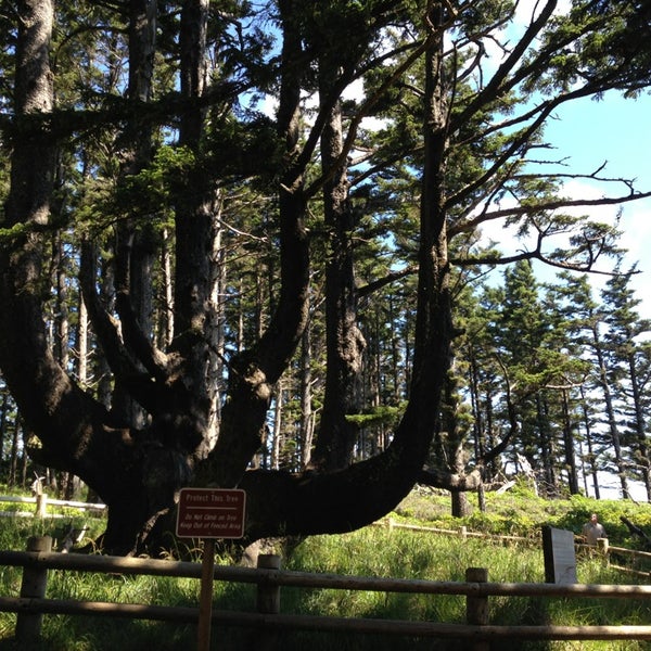 Photos at Octopus Tree - Cape Meares Lighthouse Dr