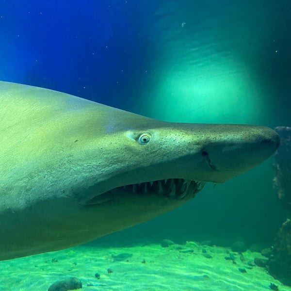 Dingle Oceanworld Aquarium - Aquarium in Dingle