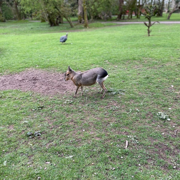 Photos at Fota Wildlife Park - Zoo
