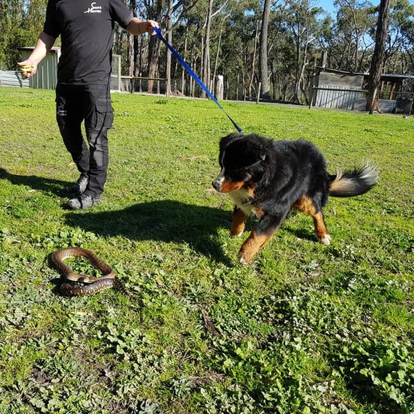 Canine Snake Avoidance Training - Diamond Creek, VIC