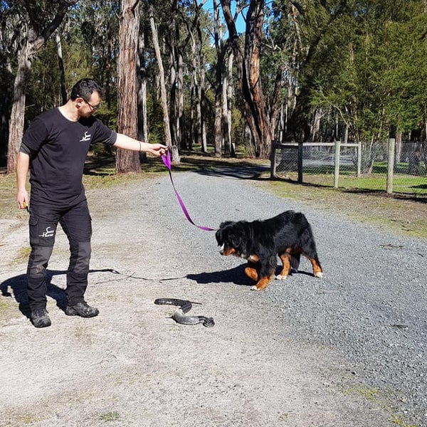 Canine Snake Avoidance Training - Diamond Creek, VIC