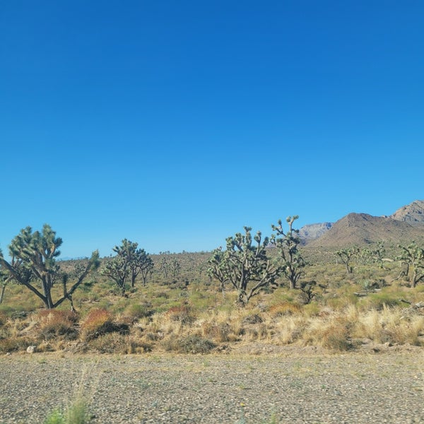 Joshua Tree Forest - Park in Meadview