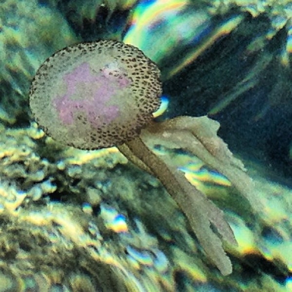 Photos at Ta Fra Ben Beach - Qawra, San Pawl il-Baħar