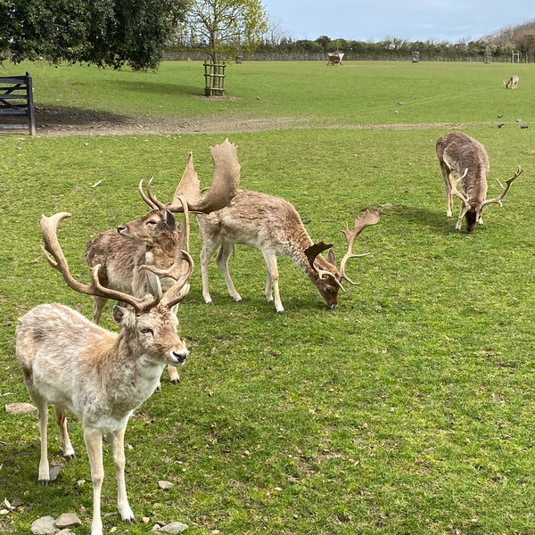 Prideaux Place Historic House & Gardens - Historic and Protected Site