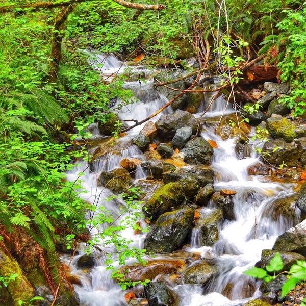 Photos at Big Finn Hill Park - Park in Finn Hill