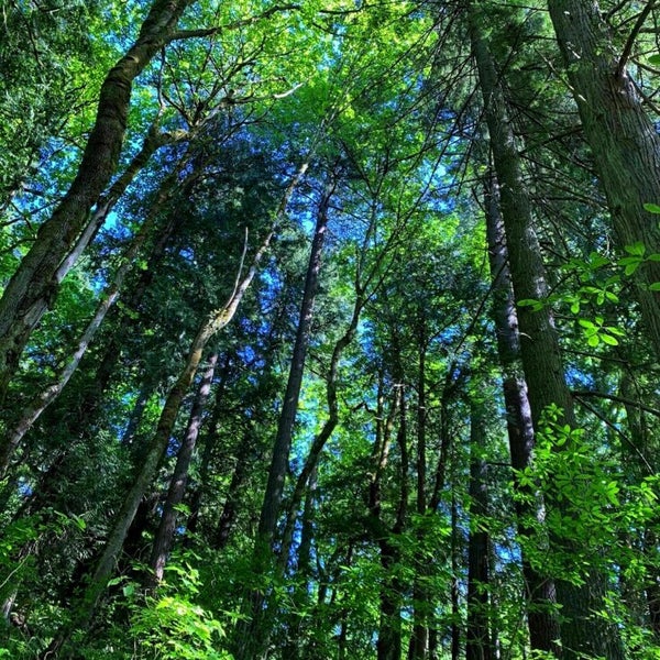 Priest Point Park - Hiking Trail in Olympia