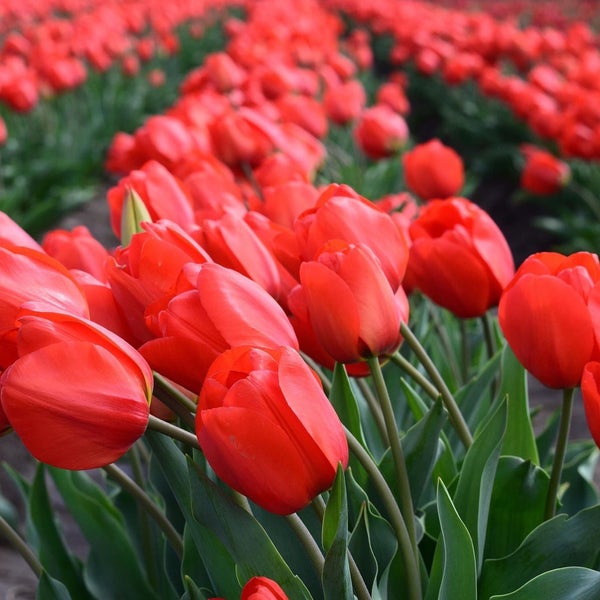 Skagit Valley Tulip Festival (Now Closed) - 15867 Beaver Marsh Rd