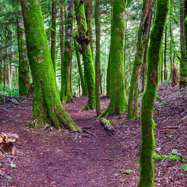 Photos at Squak Mountain State Park - 4 tips