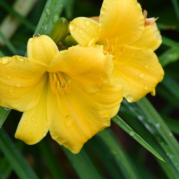 Mount Claire Park - Mount Baker - 12 visitors