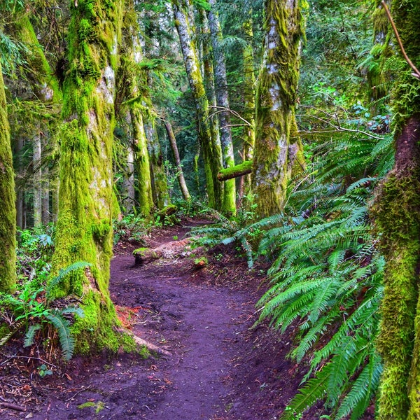 Photos at Squak Mountain State Park - 4 tips