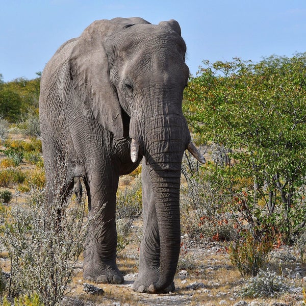 Etosha National Park - Ombika, Kunene
