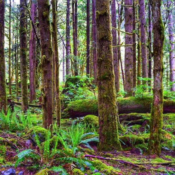 Pack Forest - Forest in Eatonville
