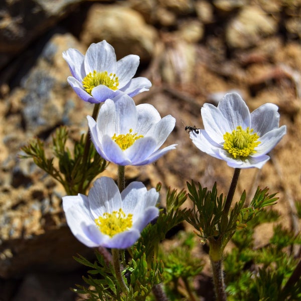 Pyramid Lake Trailhead - Deming, WA